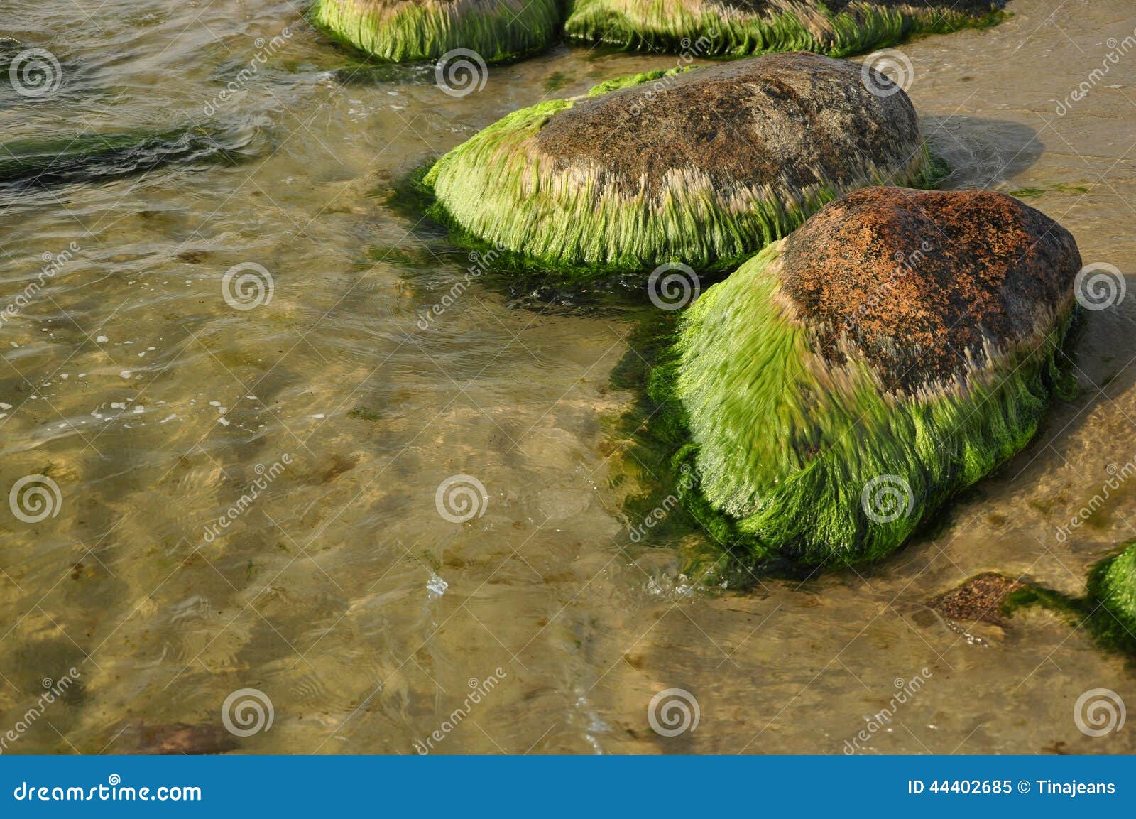 Algae on the rocks. stock image. Image of green, beach - 44402685