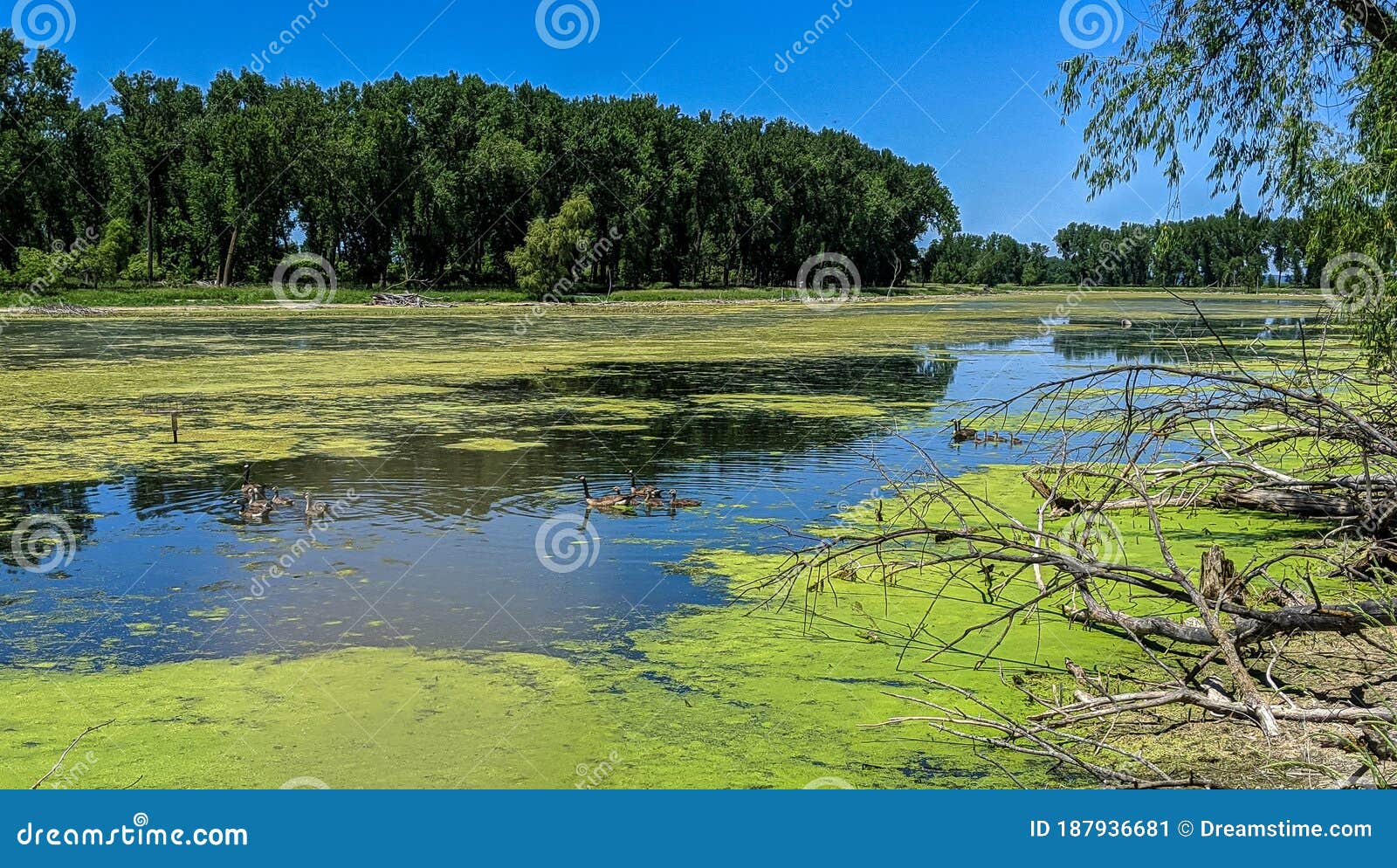Algae and Scum Covered Lake in Forest Stock Image - Image of gravel ...