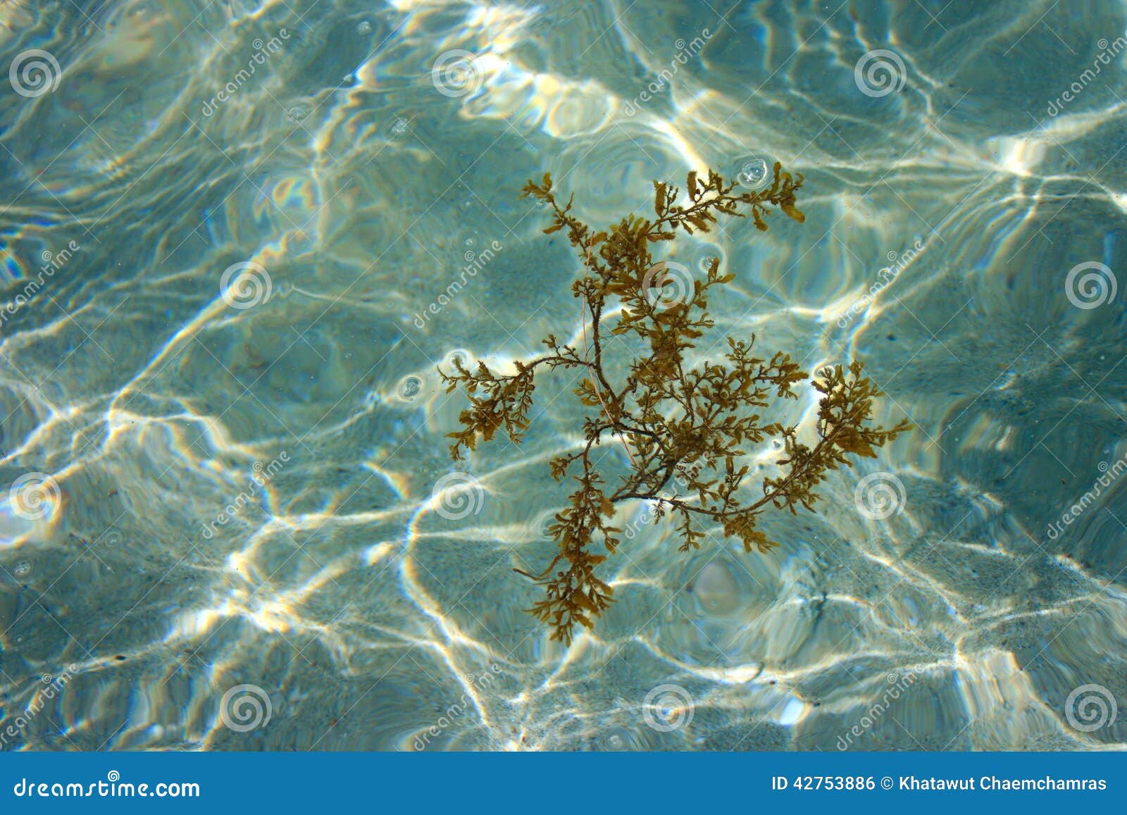 Algae in the sea stock photo. Image of blue, river, eukaryotes - 42753886