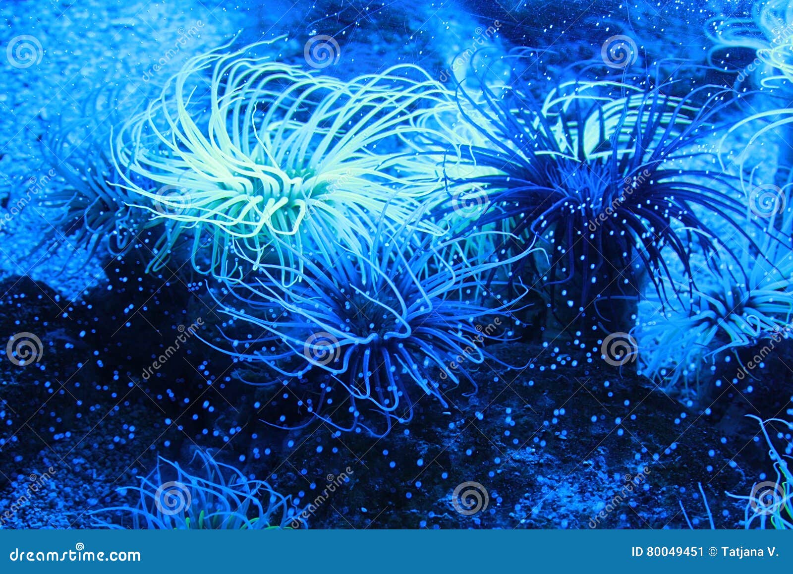 Algae (sea plants) editorial photo. Image of seaweed - 80049451