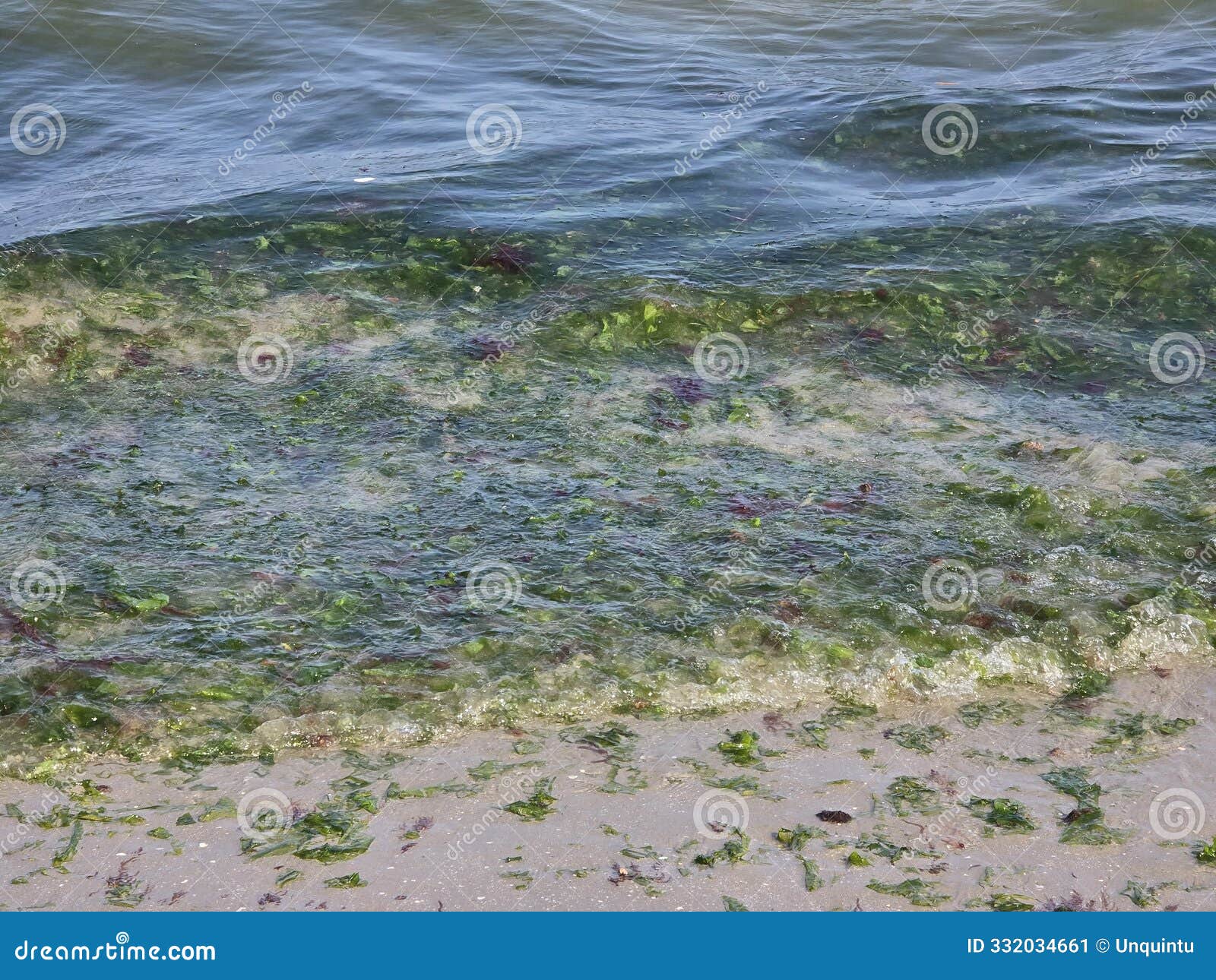 Algae on the Sea Shore, at the Beach Stock Image - Image of shore ...