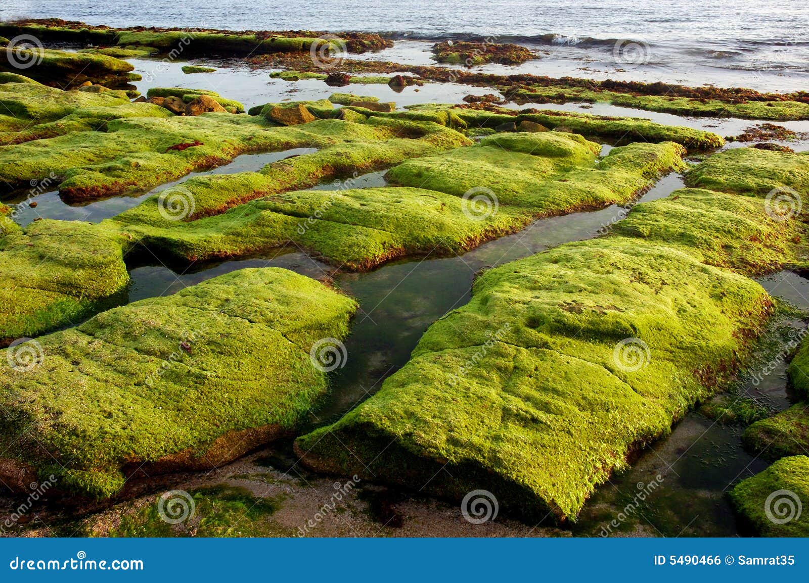 Algae in a sea side. stock photo. Image of door, asia - 5490466