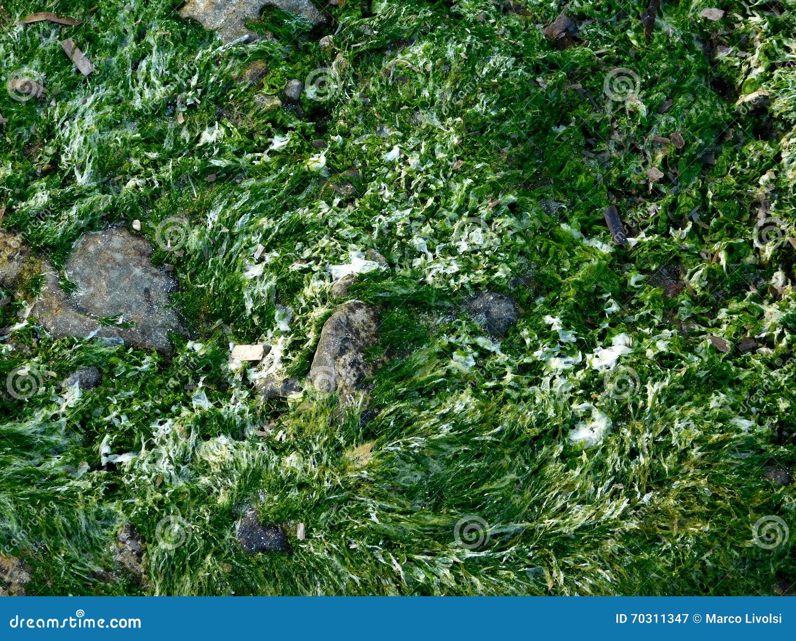 Algae in the sea stock image. Image of nature, river - 70311347