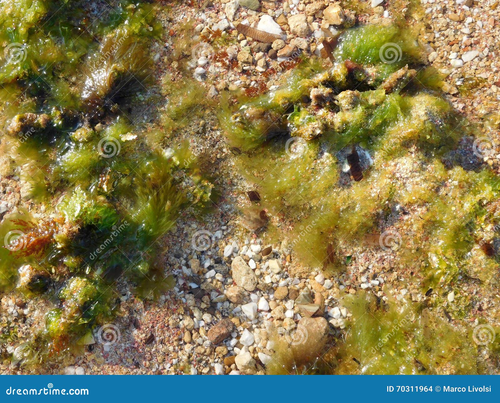 Algae in the sea stock photo. Image of food, closeup - 70311964