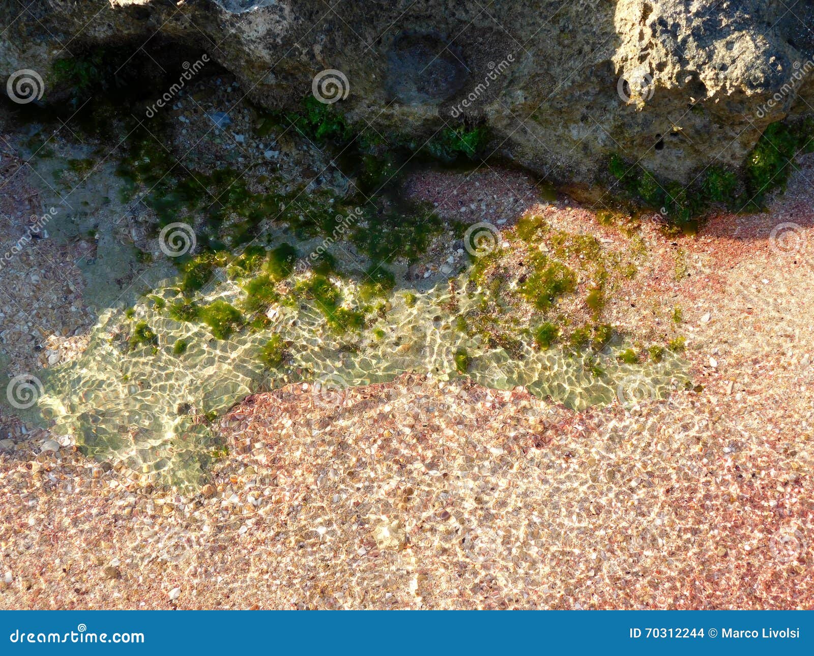 Algae in the sea stock photo. Image of food, river, fresh - 70312244