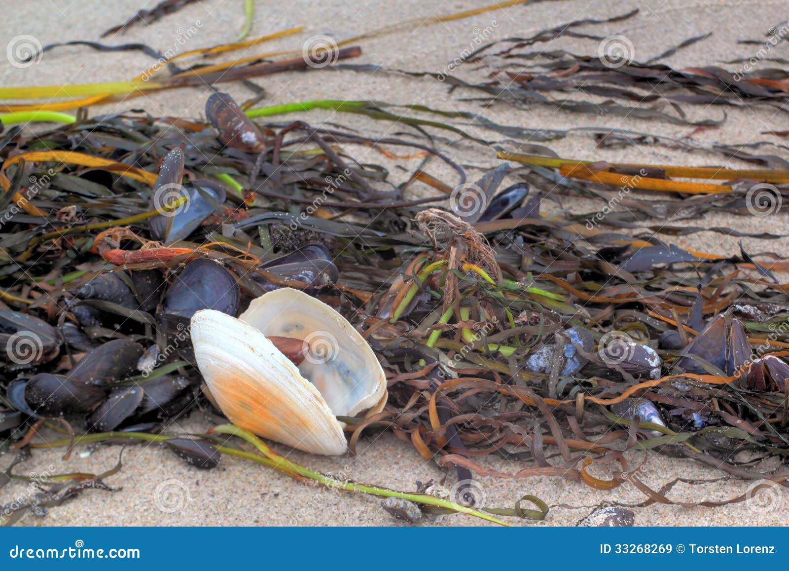 Algae and seashells stock image. Image of natural, outdoors - 33268269