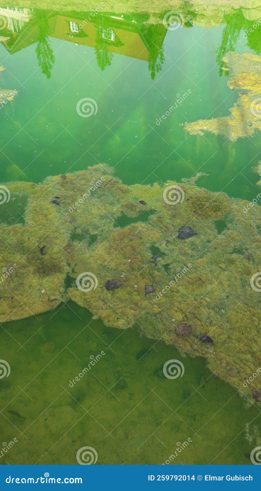 Algae or seaweed in water stock photo. Image of nature - 259792014