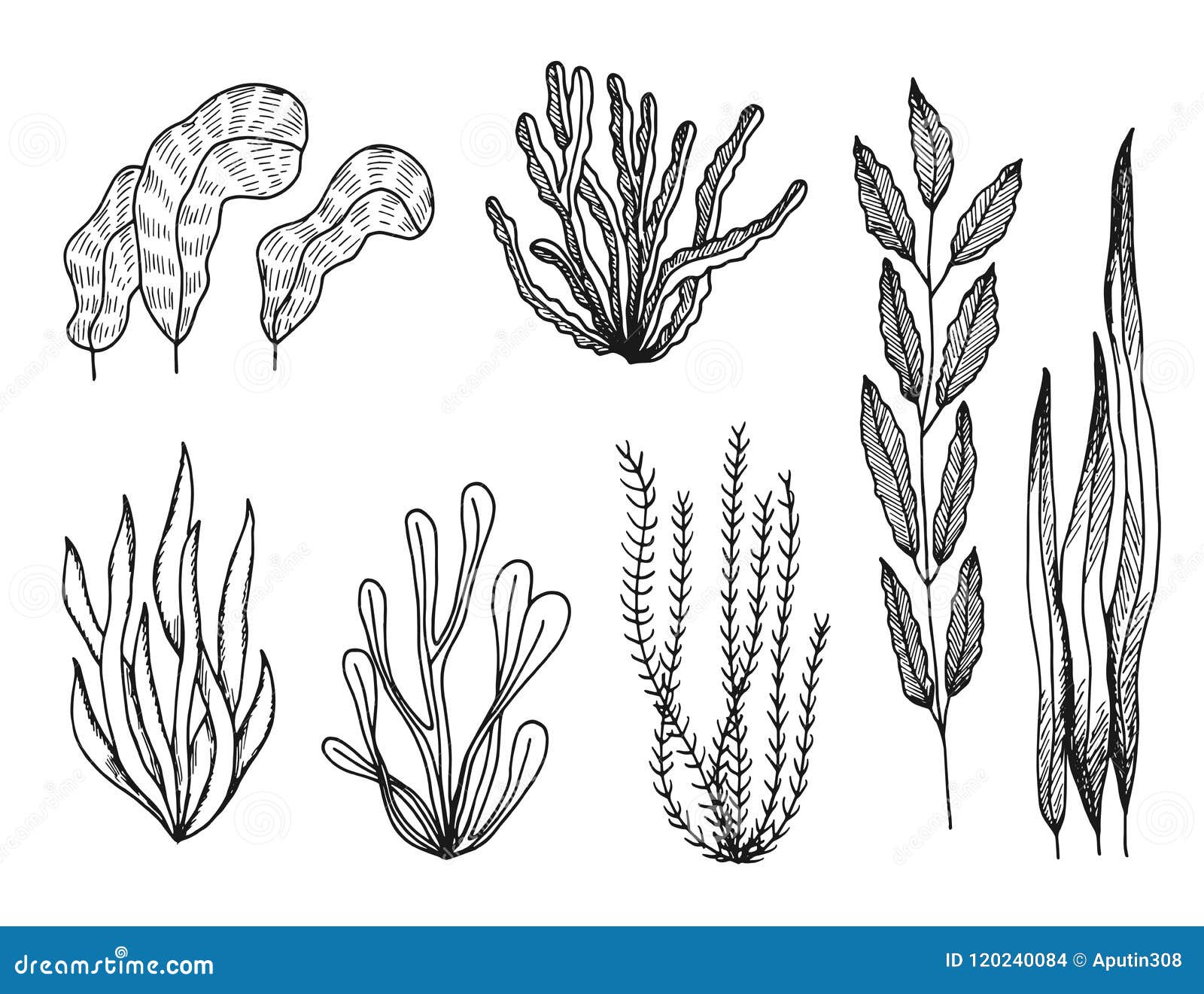 Algae Set of Sketches Vector Drawings Isolated Stock Vector ...