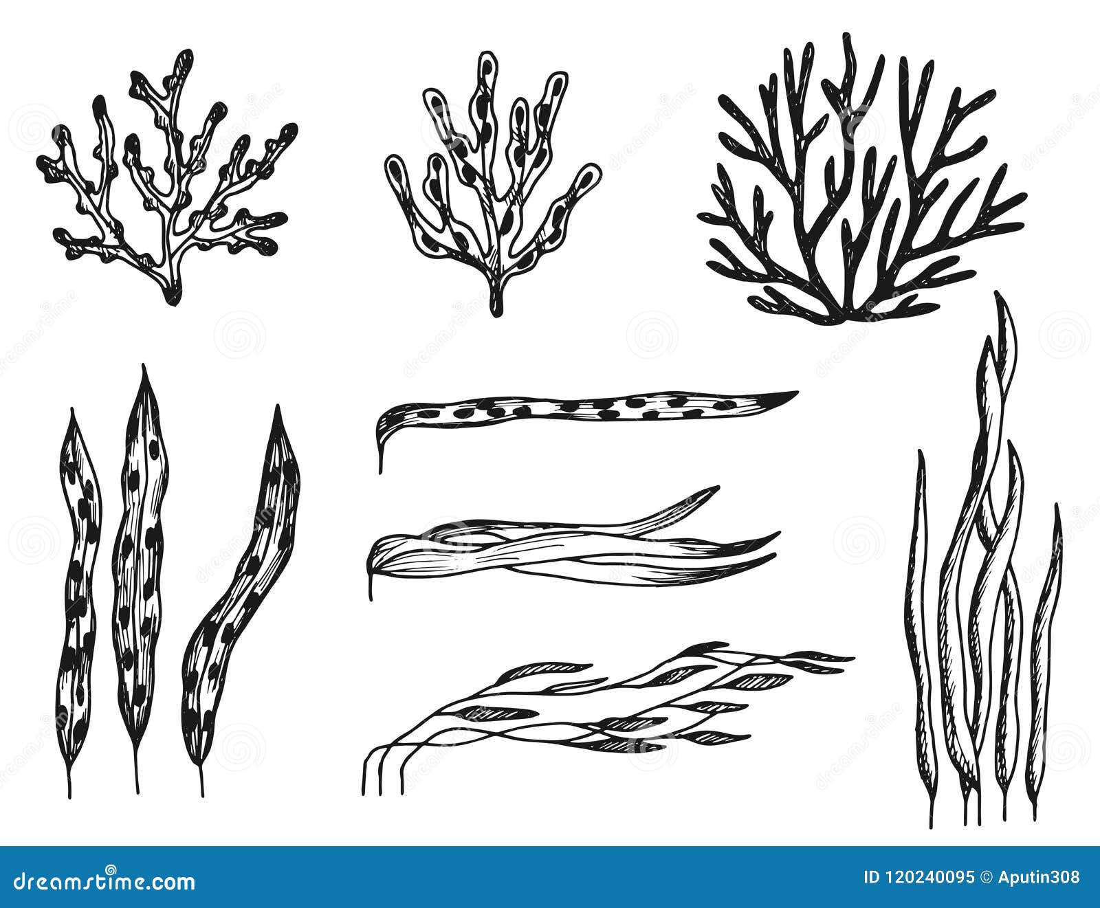 Algae Set of Sketches. Vector Drawings Isolated Stock Vector ...
