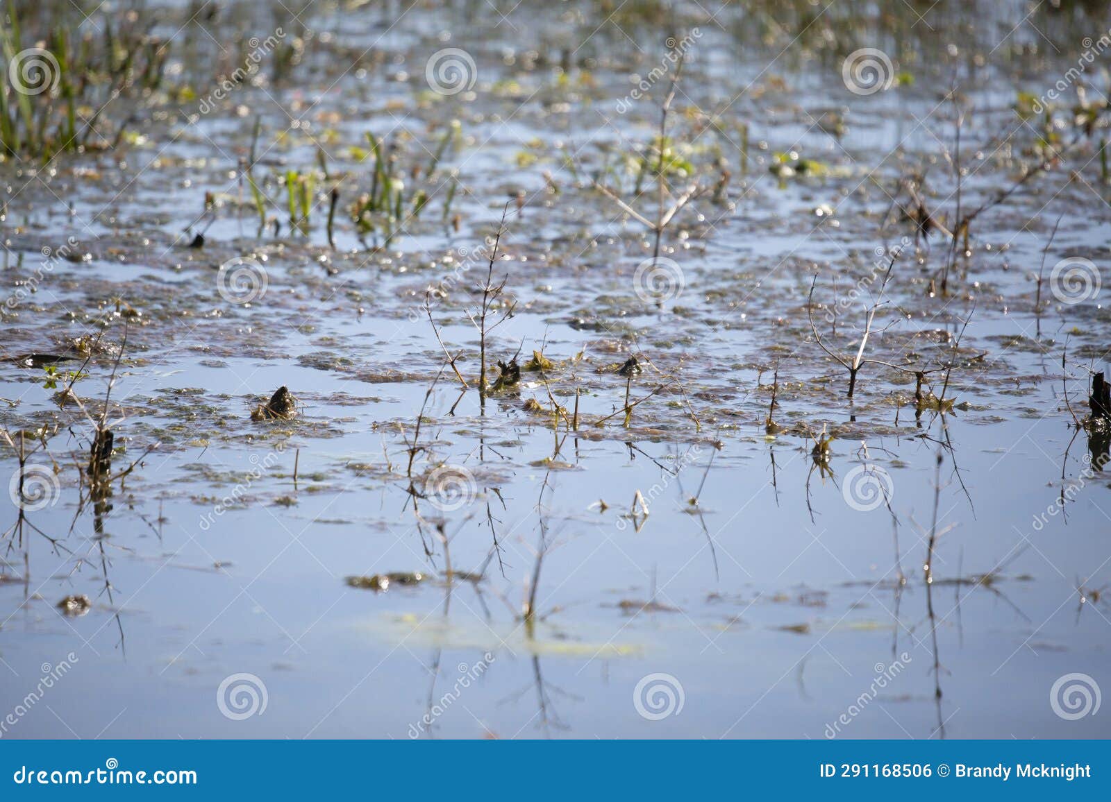 Algae in Shallow Water stock photo. Image of algae, alive - 291168506
