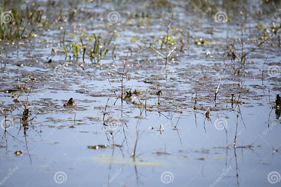 Algae in Shallow Water stock photo. Image of algae, alive - 291168506