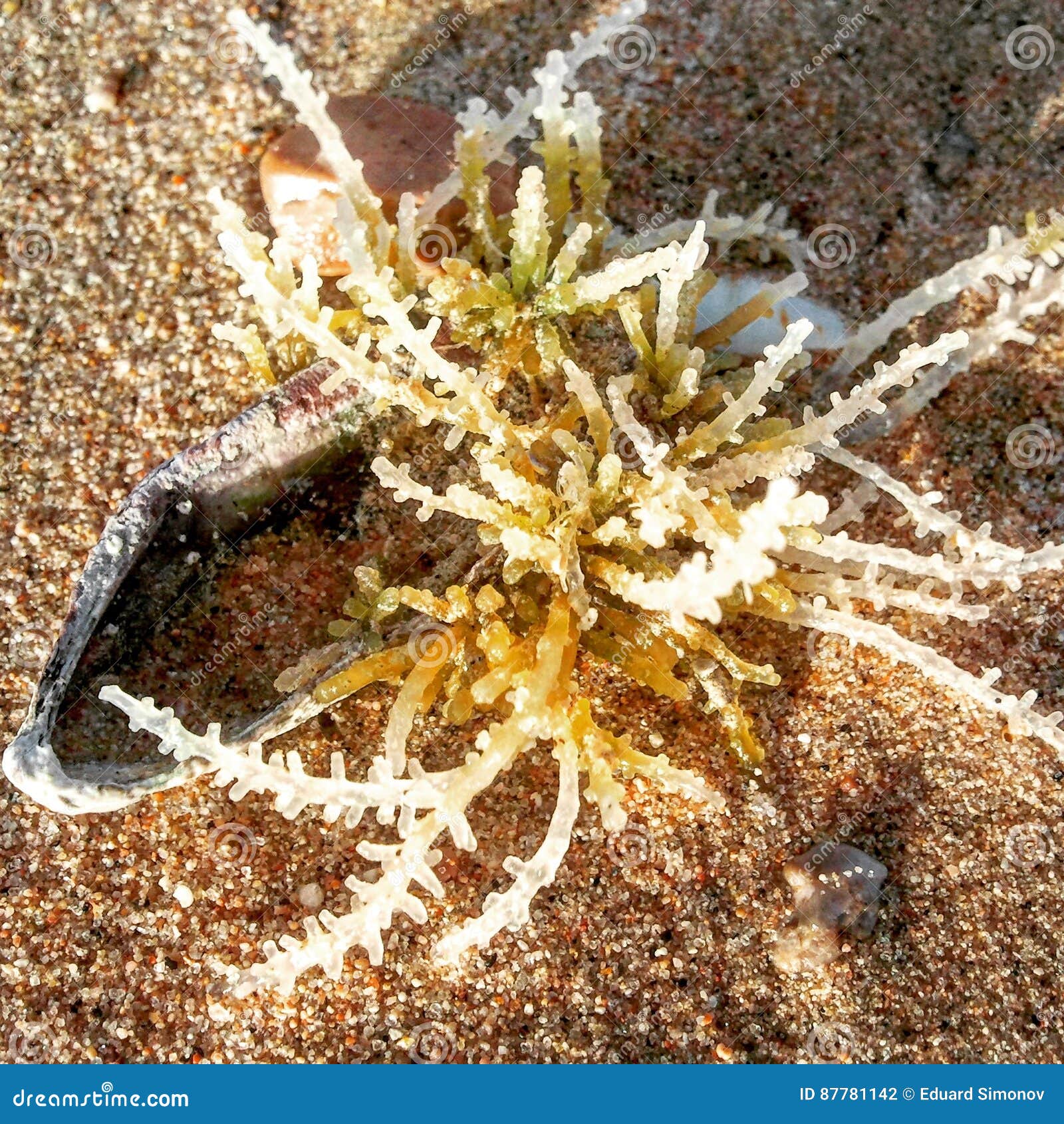 Algae stock photo. Image of algae, shell, sand, beach - 87781142