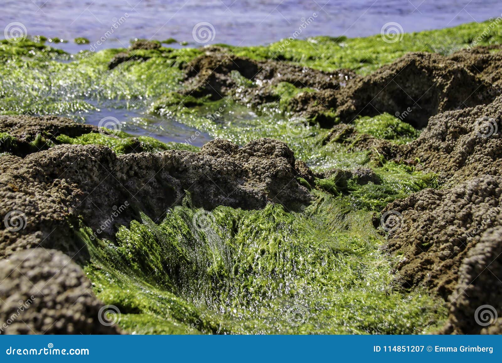 Algae and Shells of Mollusks of the Seabed during Low Tide. Stock Image ...