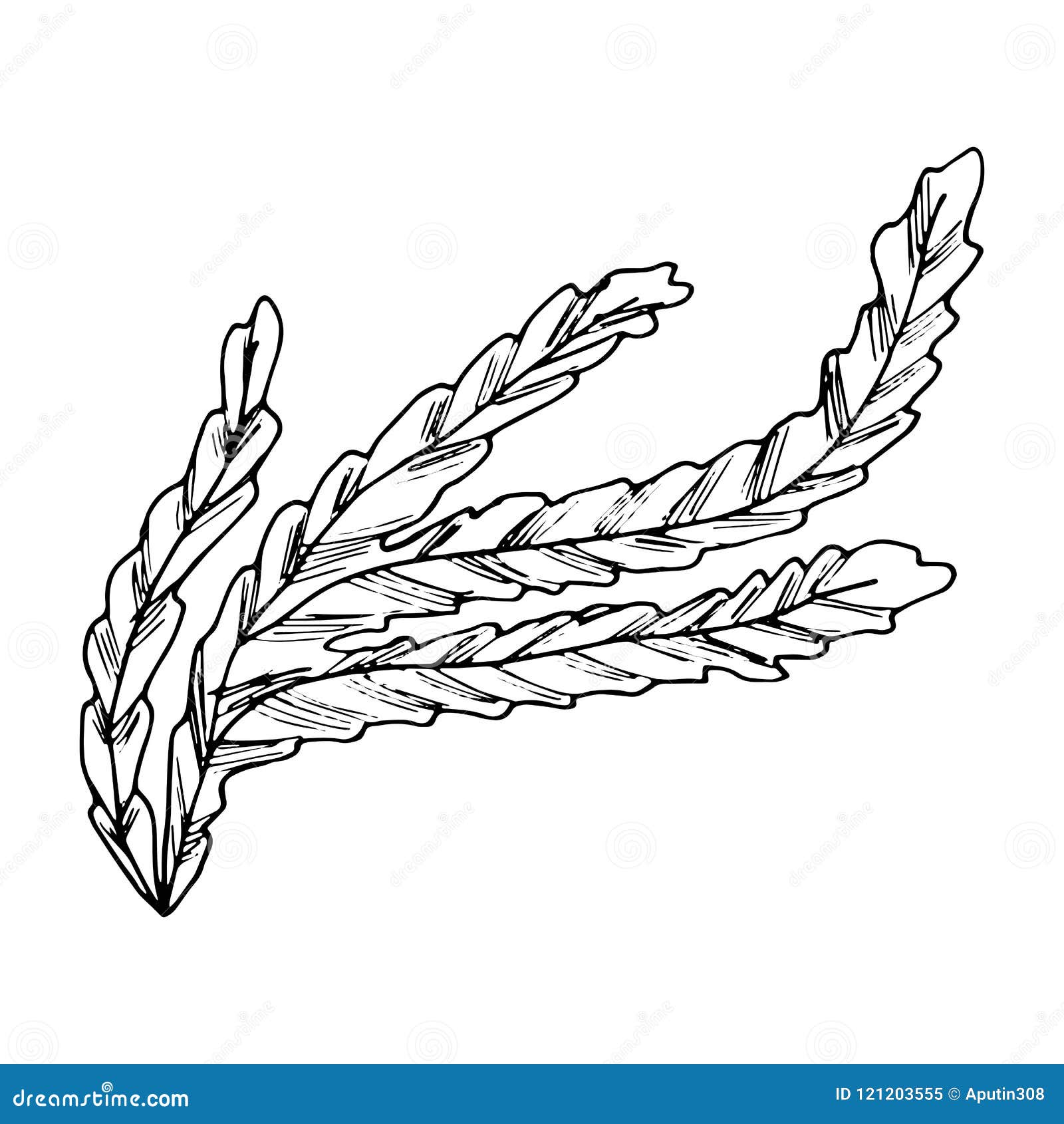 Algae Sketch. Marine Plants Stock Vector - Illustration of flat, design ...