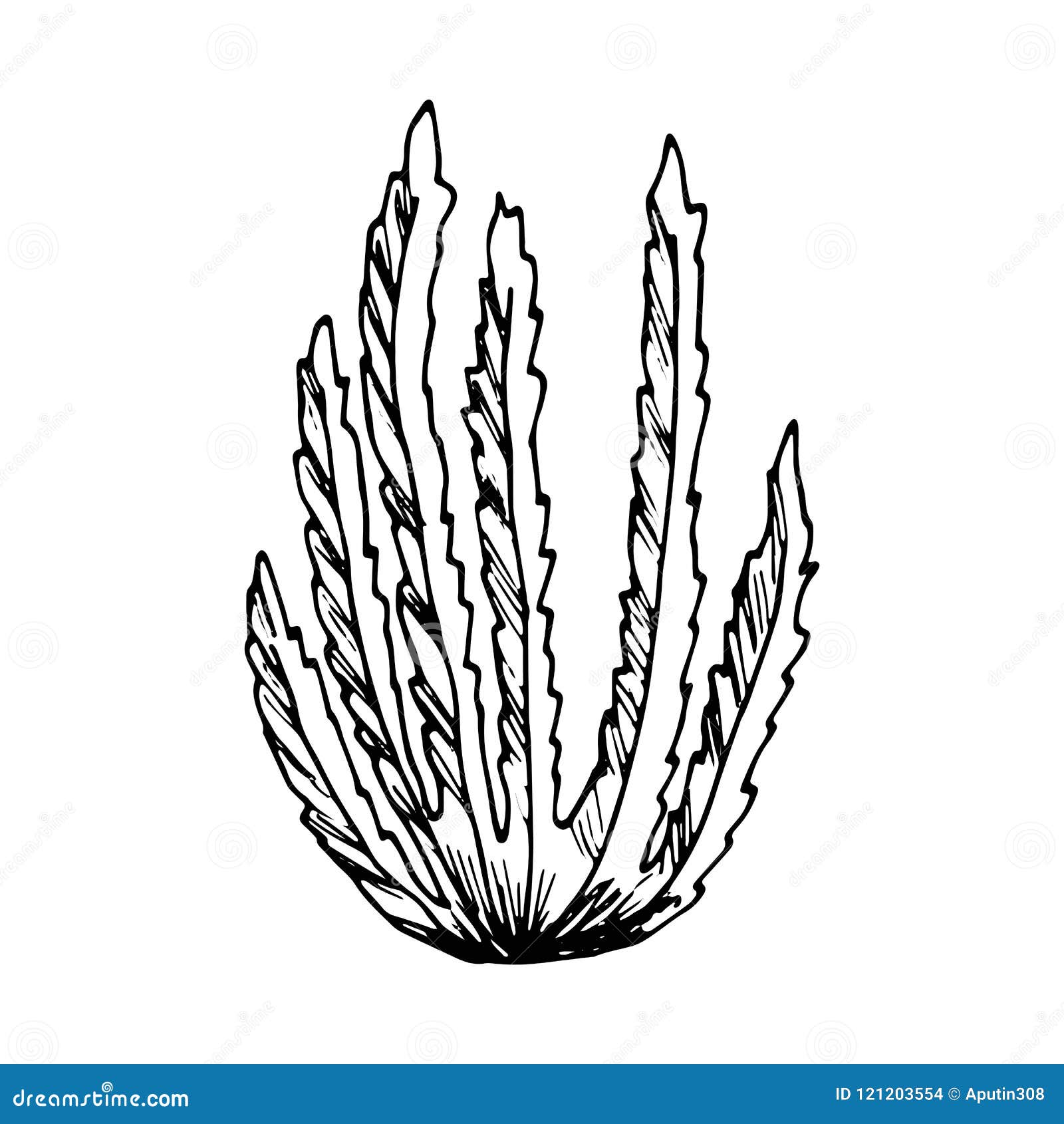 Algae Sketch. Marine Plants Vector Isolated on White Background Stock ...