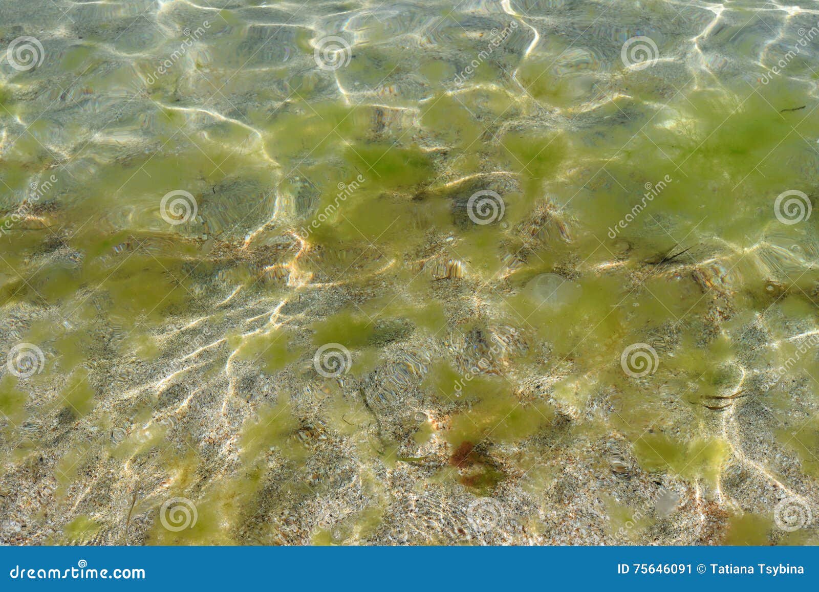 Algae and Slime in the Water Stock Image - Image of slime, ecology ...