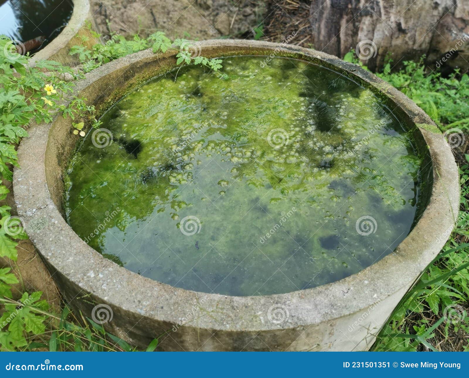 Algae Sludge Floating on the Overflow Concrete Well Ring Surface Stock ...