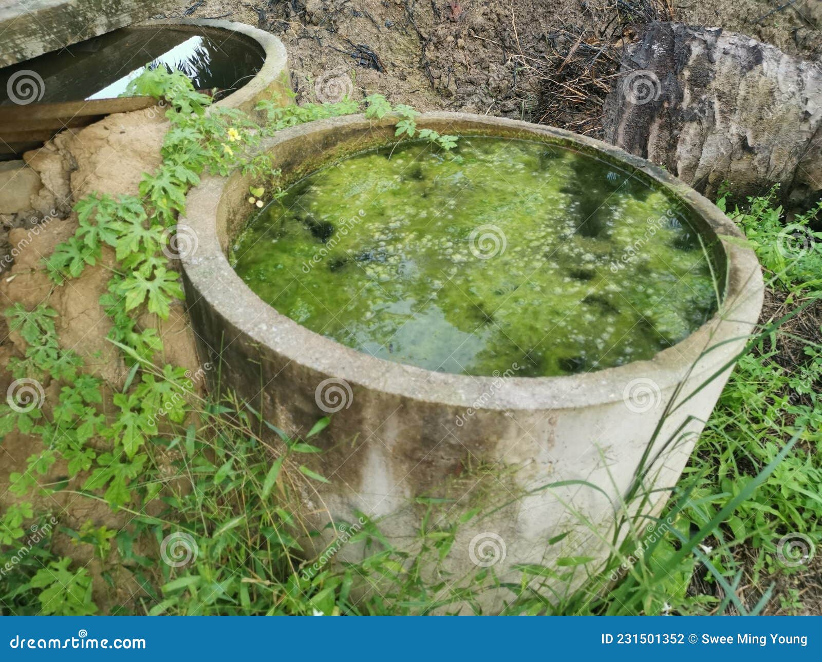Algae Sludge Floating on the Overflow Concrete Well Ring Surface Stock ...