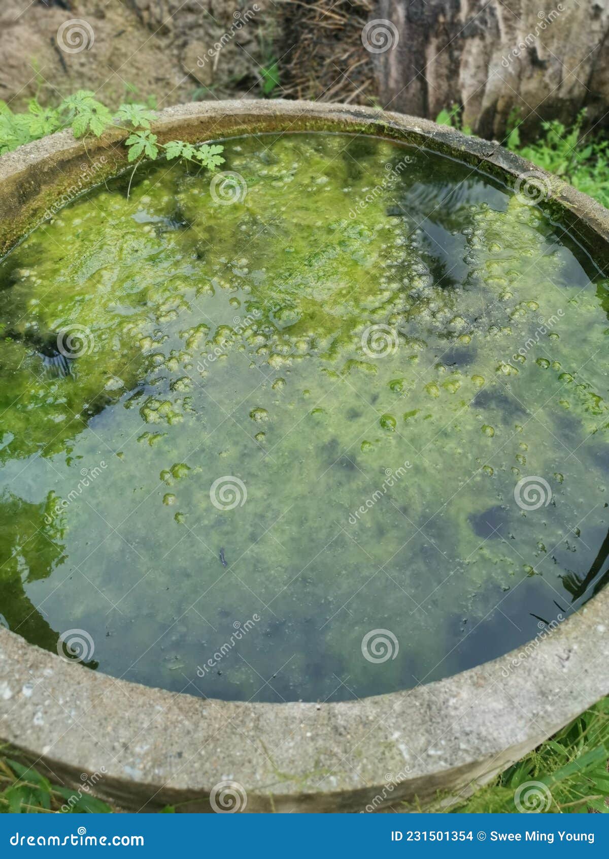 Algae Sludge Floating on the Overflow Concrete Well Ring Surface Stock ...