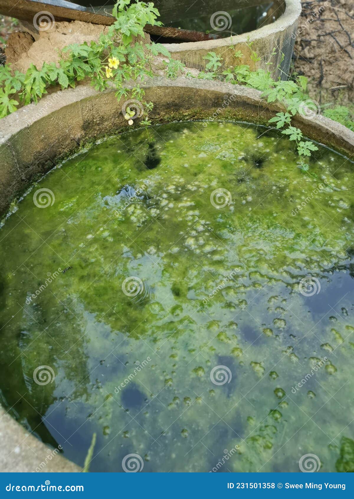 Algae Sludge Floating on the Overflow Concrete Well Ring Surface Stock ...