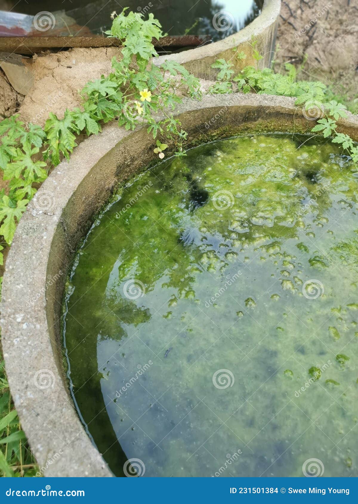 Algae Sludge Floating on the Overflow Concrete Well Ring Surface Stock ...