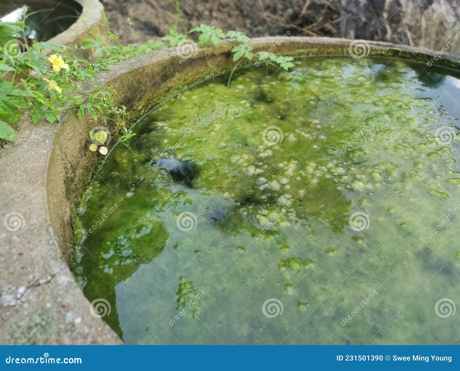 Algae Sludge Floating on the Overflow Concrete Well Ring Surface Stock ...