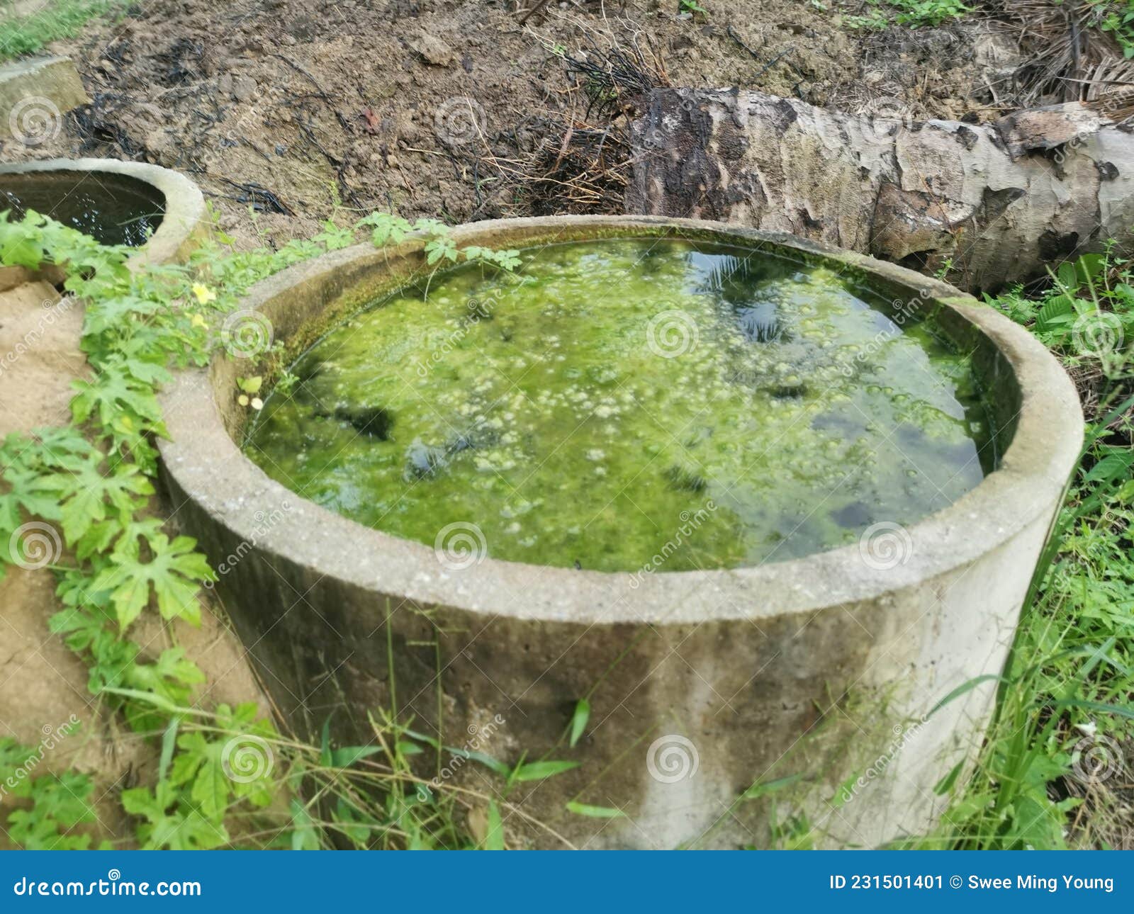Algae Sludge Floating on the Overflow Concrete Well Ring Surface Stock ...