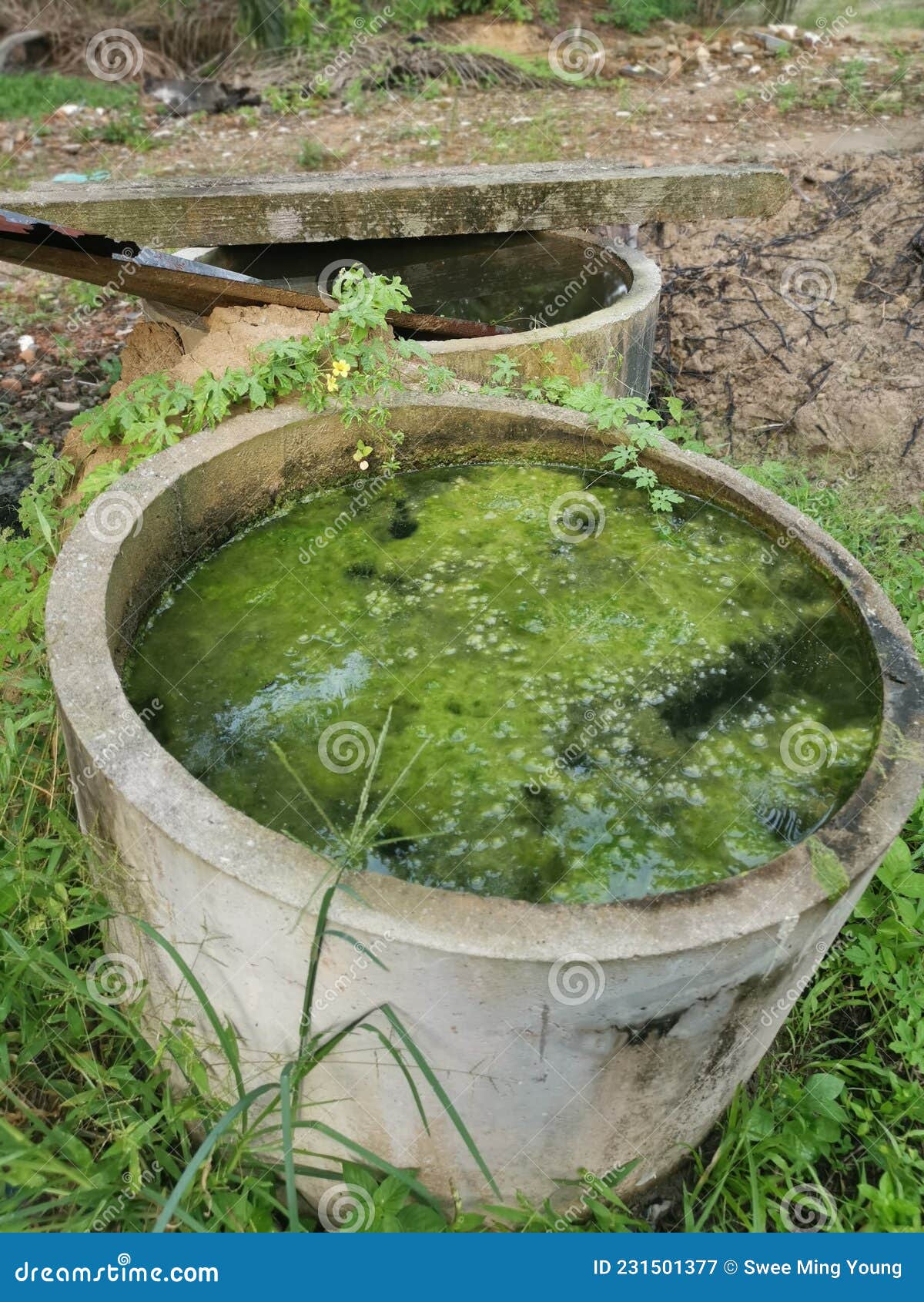 Algae Sludge Floating on the Overflow Concrete Well Ring Surface Stock ...