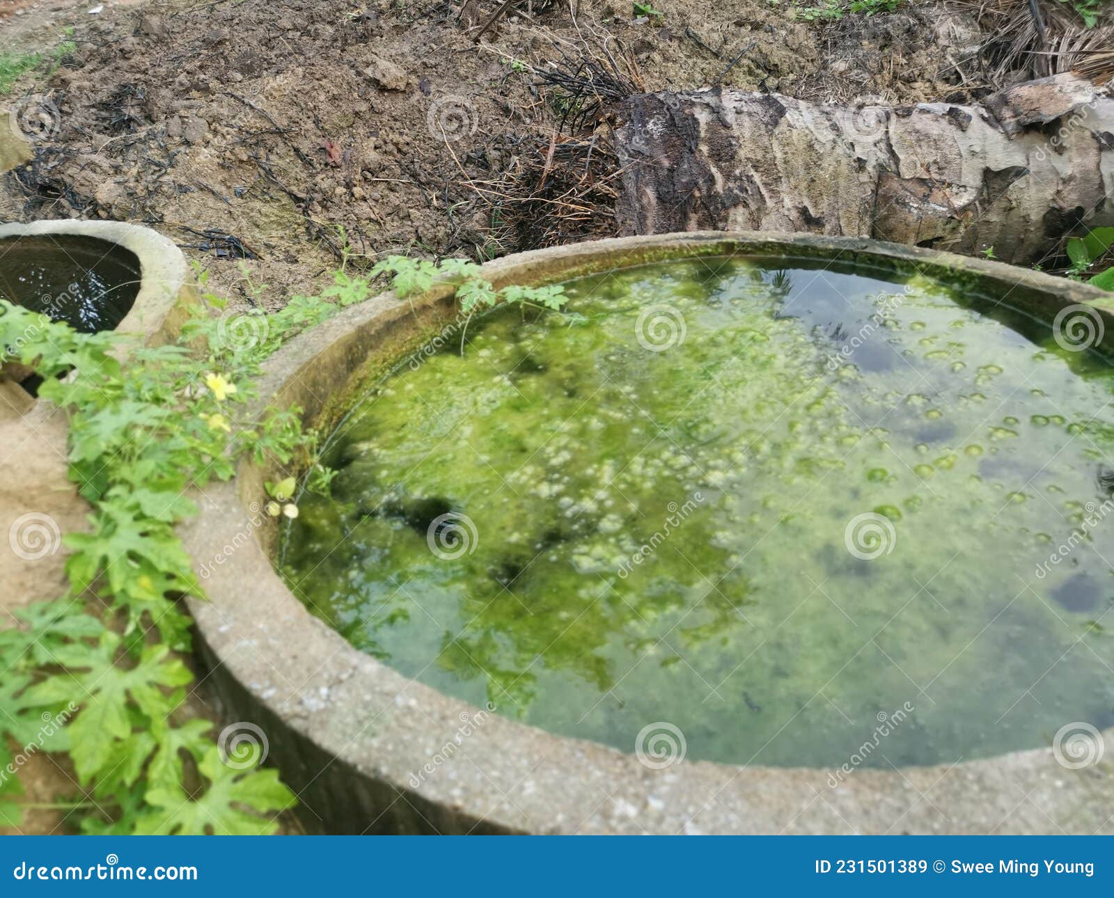 Algae Sludge Floating on the Overflow Concrete Well Ring Surface Stock ...