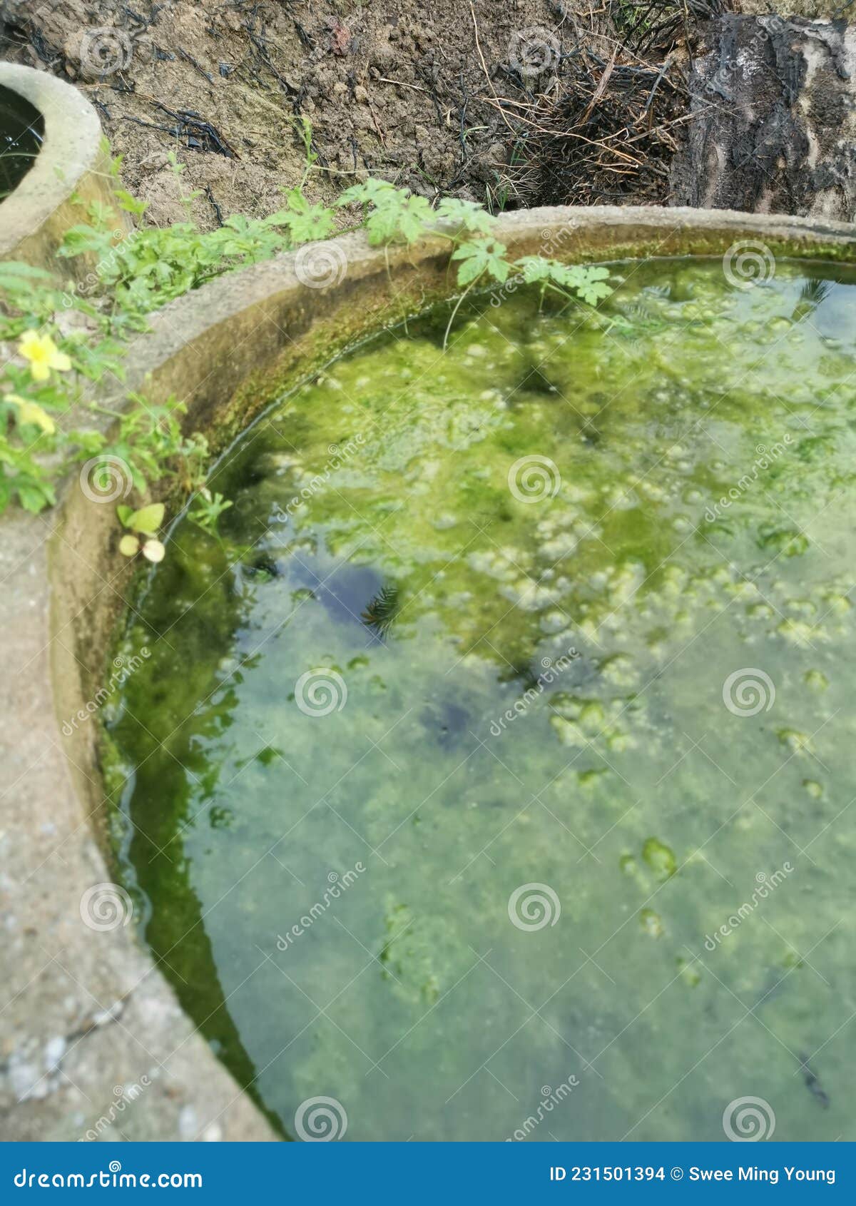 Algae Sludge Floating on the Overflow Concrete Well Ring Surface Stock ...