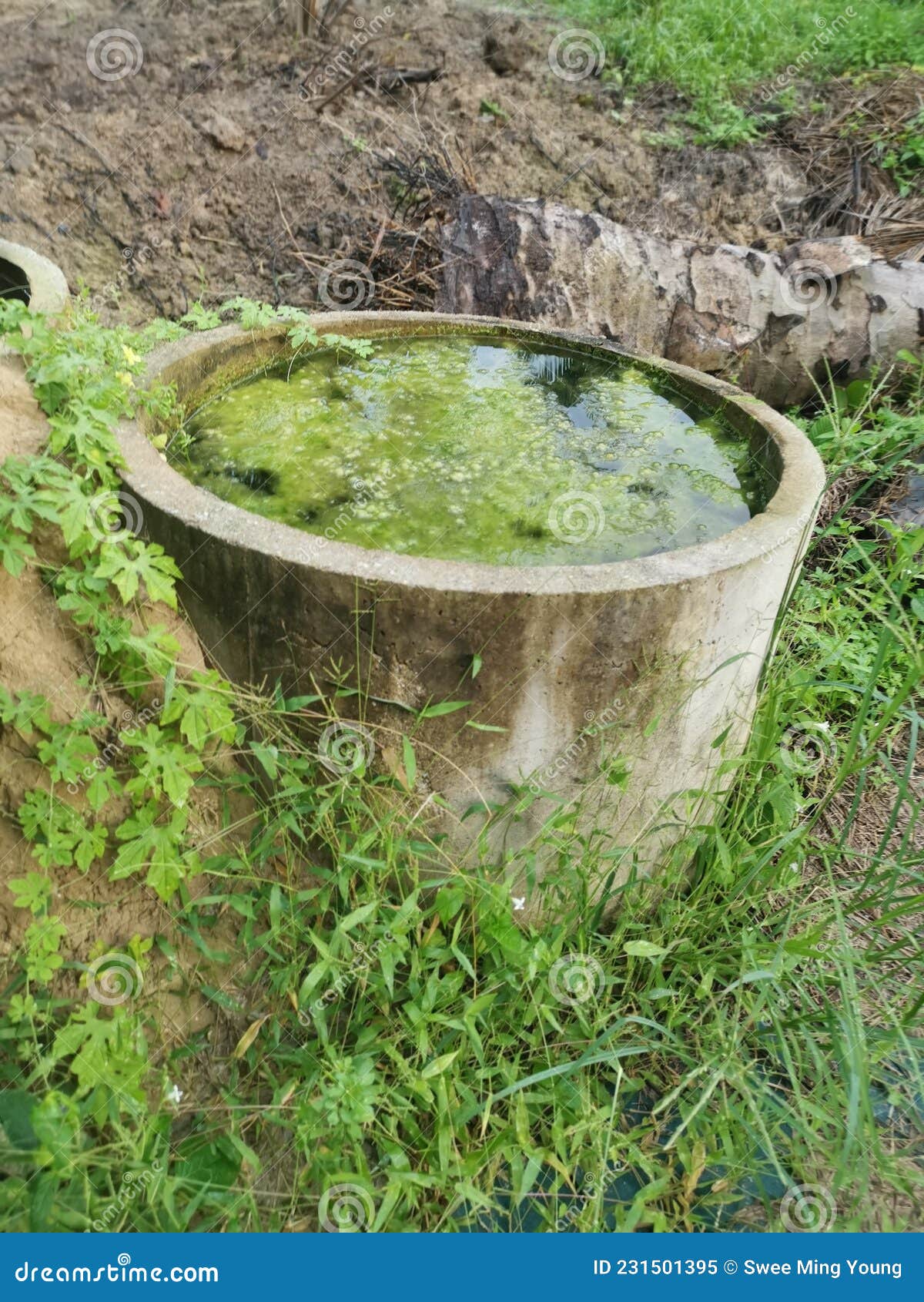 Algae Sludge Floating on the Overflow Concrete Well Ring Surface Stock ...