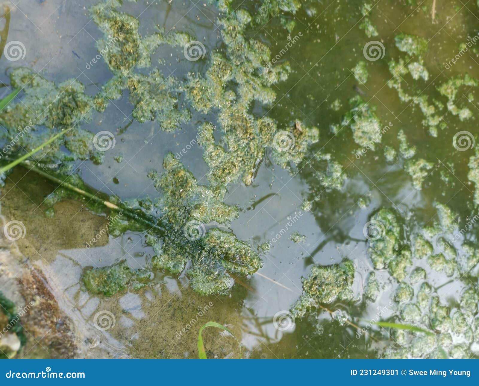 Algae Sludge Floating on the Puddle Surface Stock Image - Image of ...