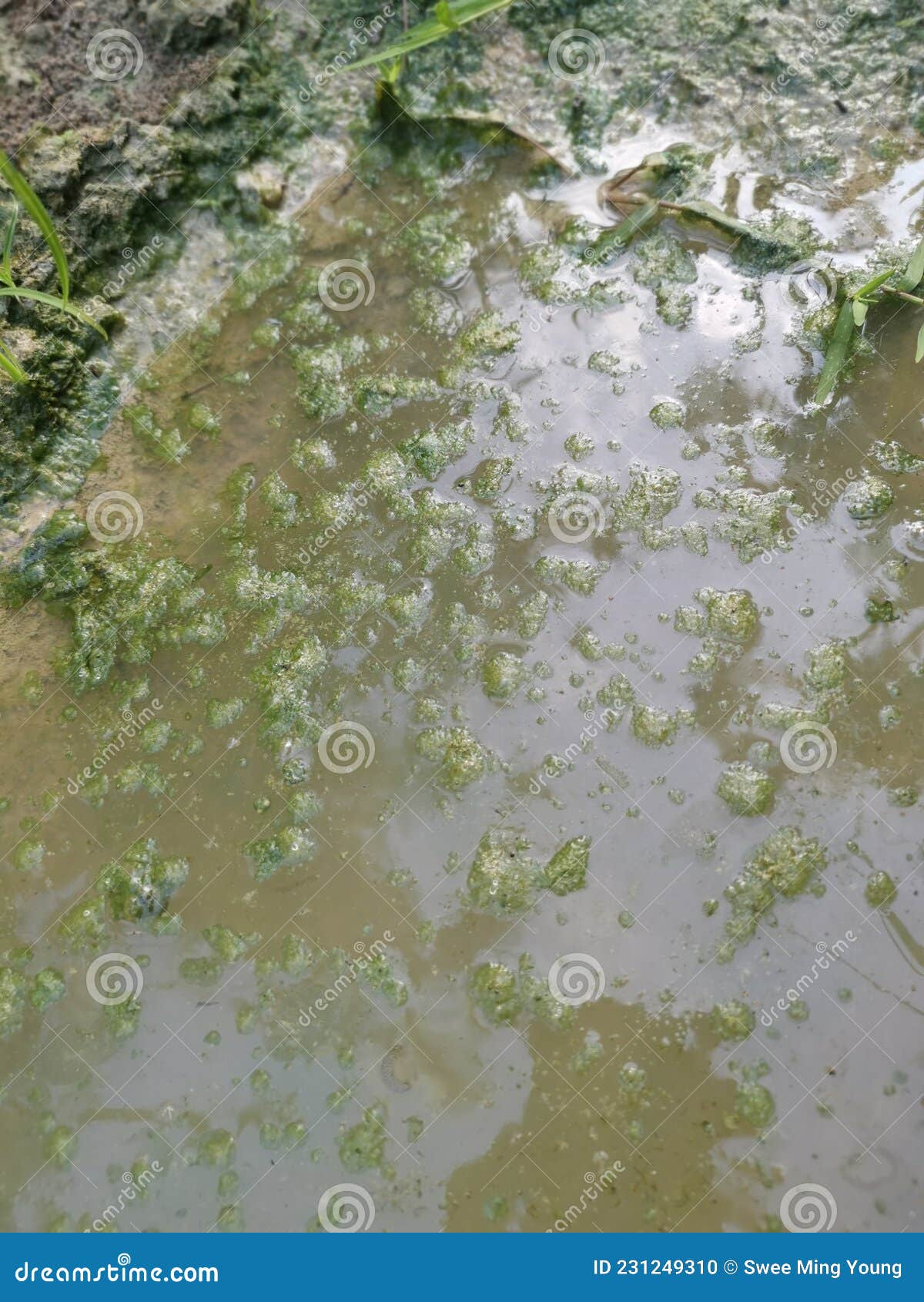Algae Sludge Floating on the Puddle Surface Stock Photo - Image of ...