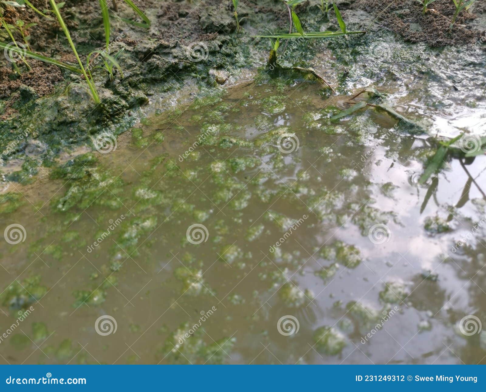 Algae Sludge Floating on the Puddle Surface Stock Photo - Image of ...