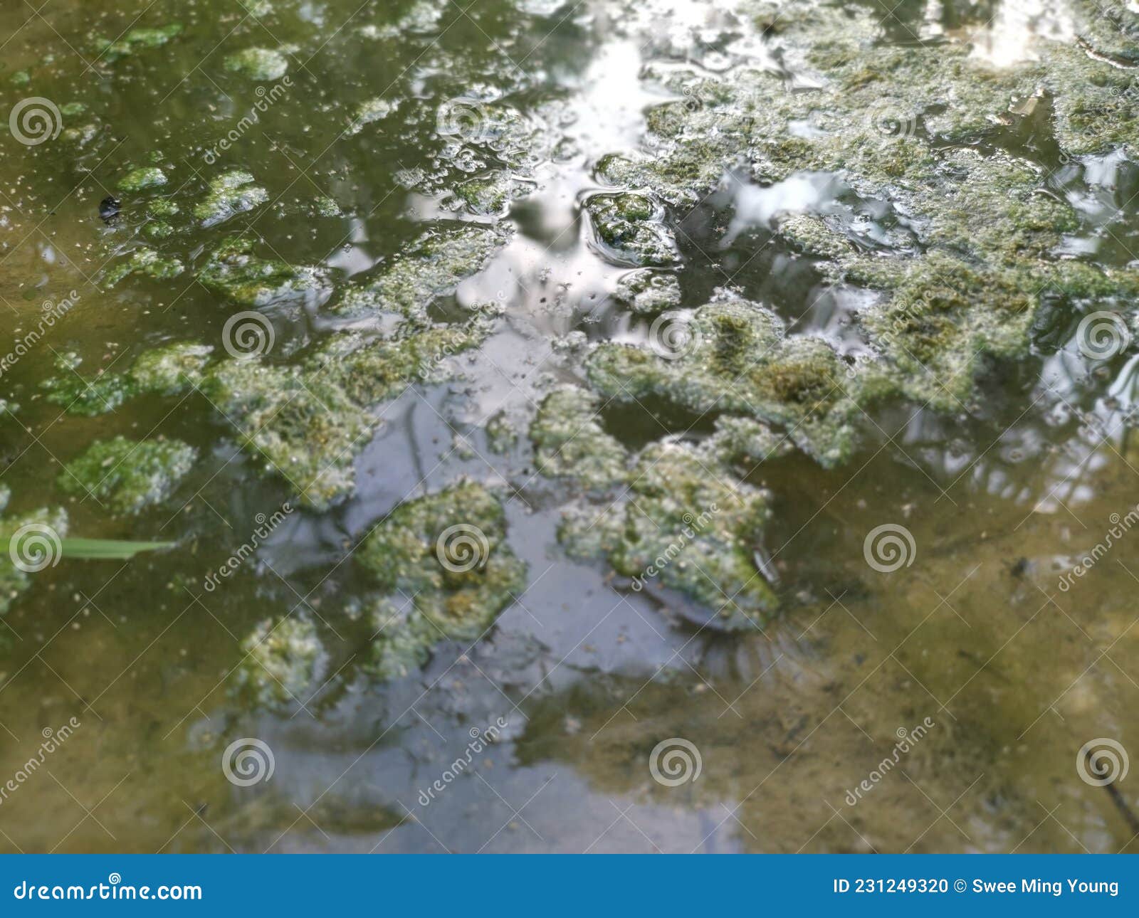 Algae Sludge Floating on the Puddle Surface Stock Photo - Image of ...