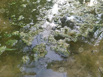 Algae Sludge Floating on the Puddle Surface Stock Photo - Image of ...