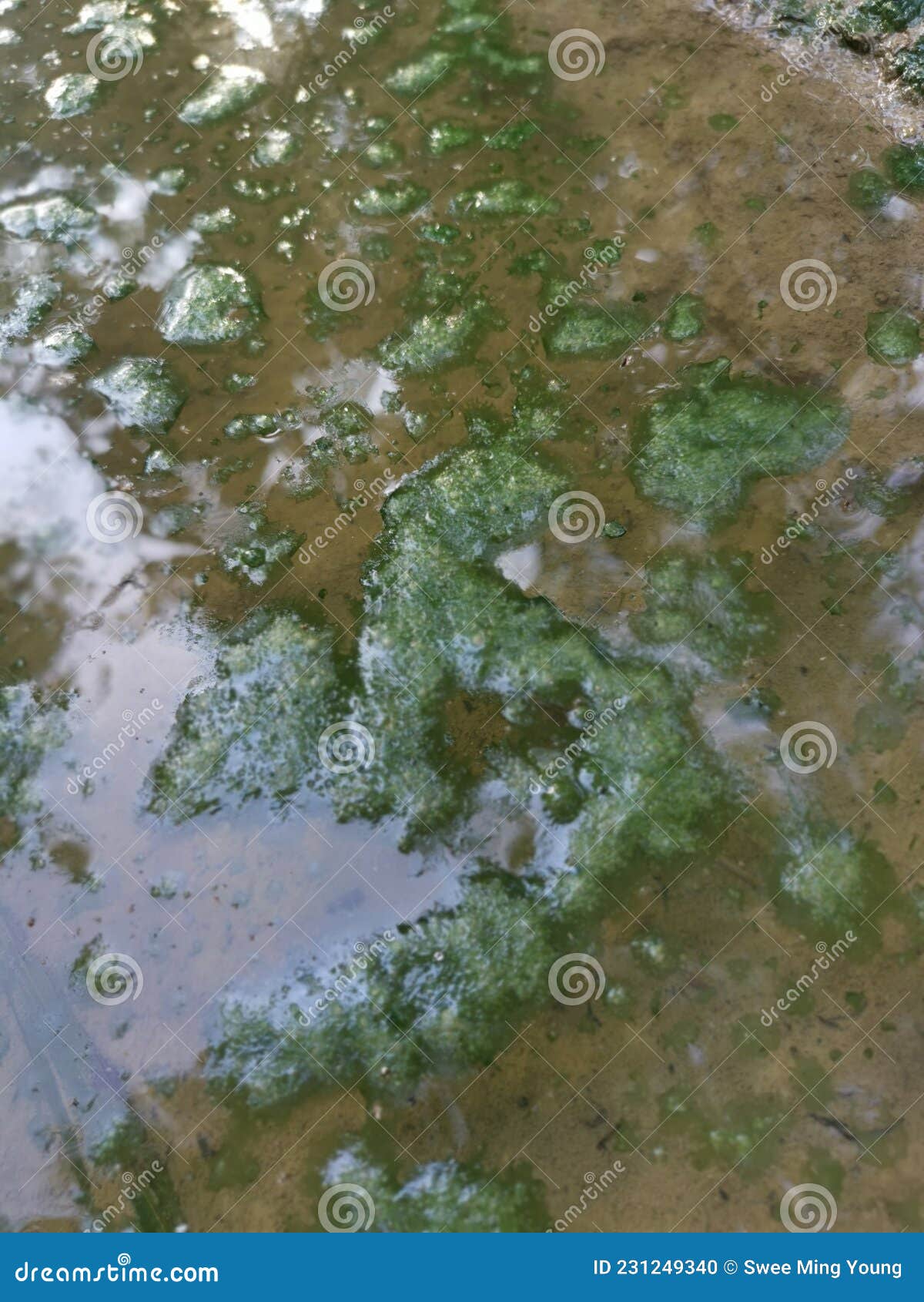 Algae Sludge Floating on the Puddle Surface Stock Photo - Image of ...