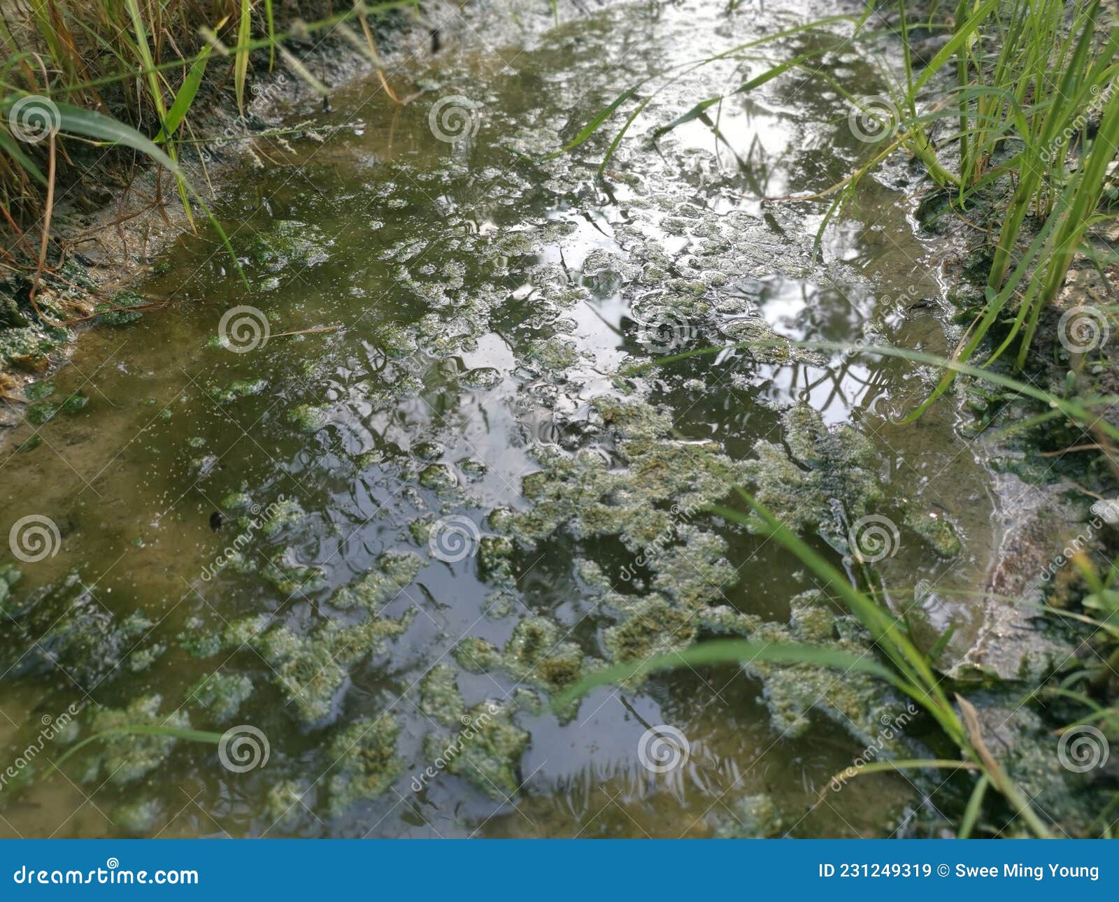 Algae Sludge Floating On The Overflow Concrete Well Ring Surface ...