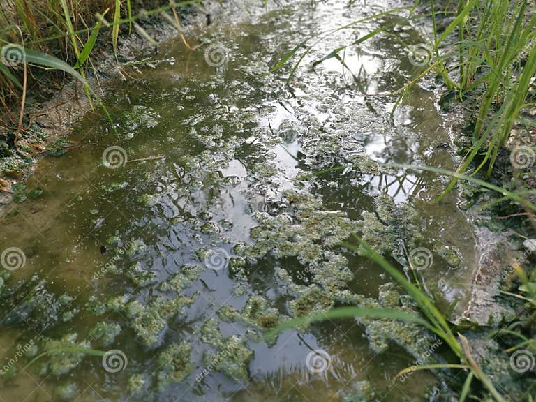 Algae Sludge Floating on the Puddle Surface Stock Image - Image of ...