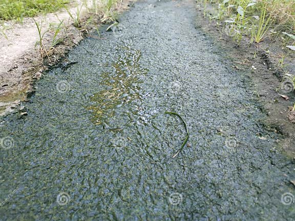 Algae Sludge Floating on the Puddle Surface Stock Image - Image of ...