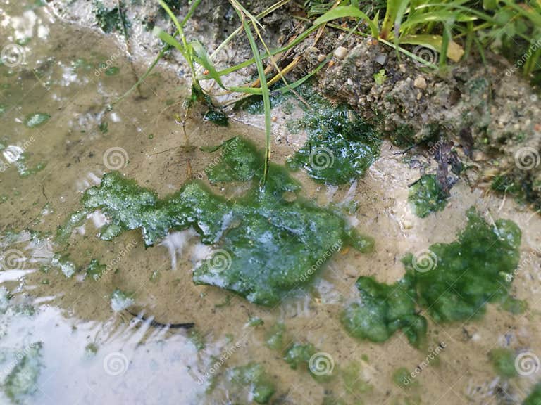 Algae Sludge Floating on the Puddle Surface Stock Photo - Image of ...