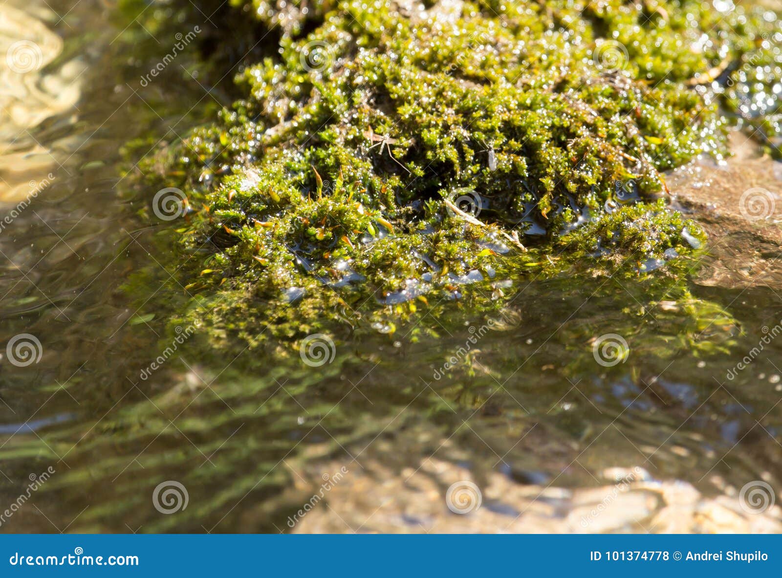 Algae in a spring stock photo. Image of spring, boating - 101374778