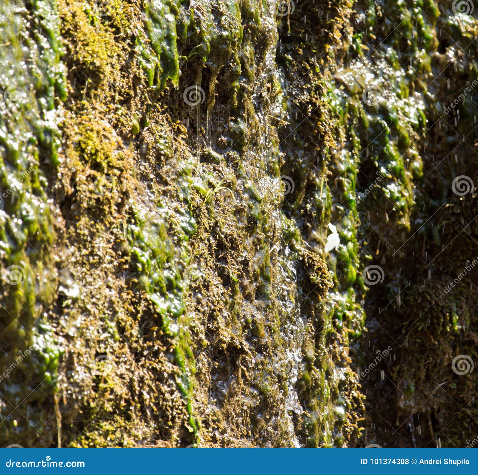 Algae in a spring stock photo. Image of rubber, fishing - 101374308
