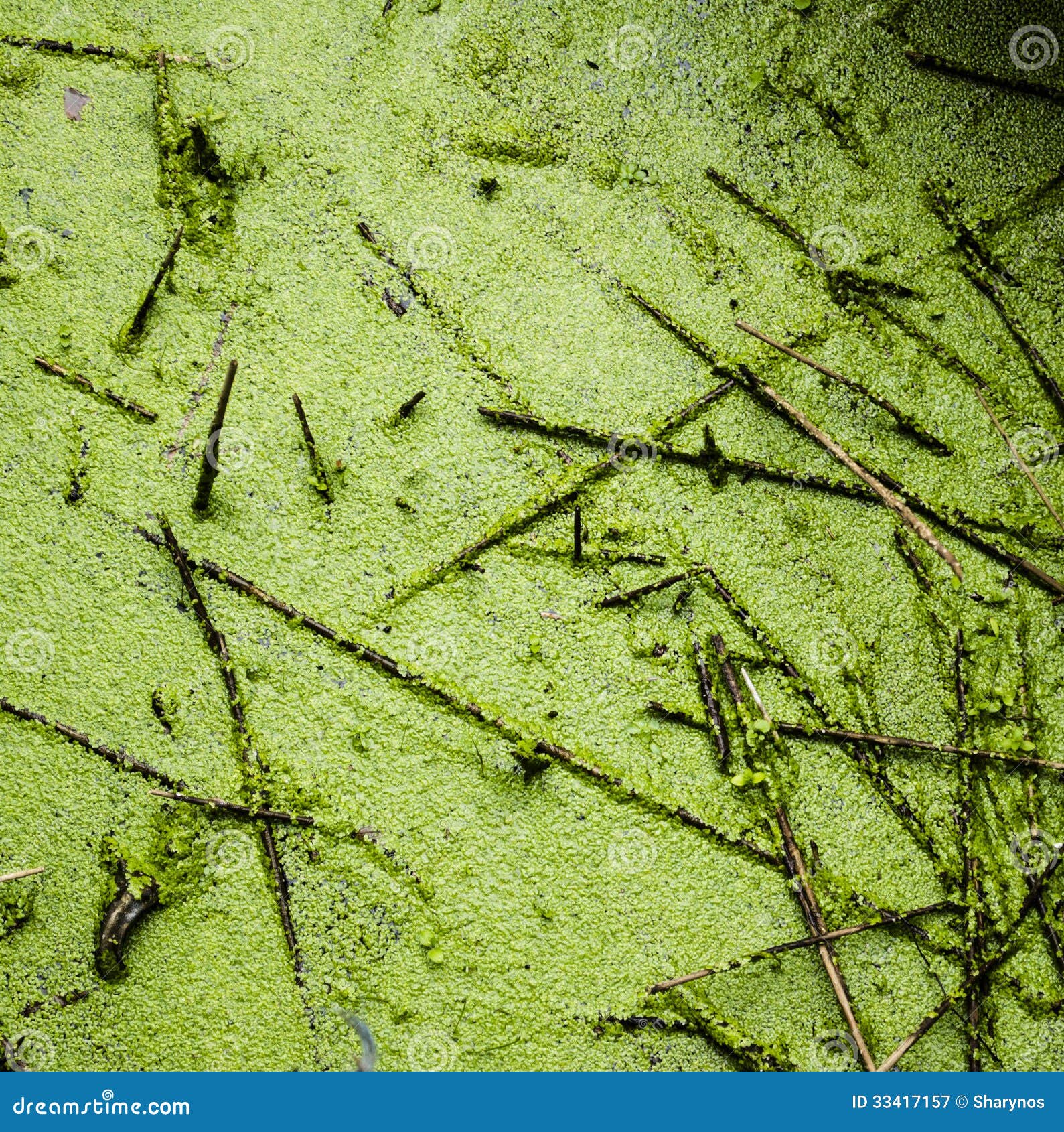 Algae and sticks texture stock image. Image of pond, nature - 33417157