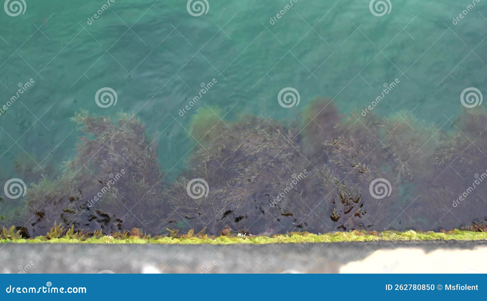 Algae on the Stone. Green Algae and Brown Algae on the Rocks at a ...