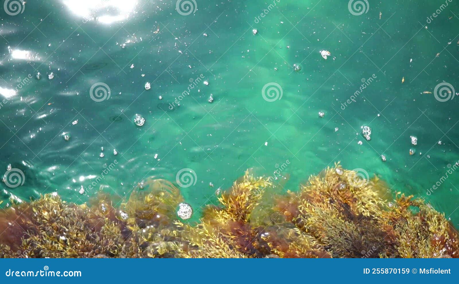 Algae on the Stone. Green Algae and Brown Algae on the Rocks at a ...