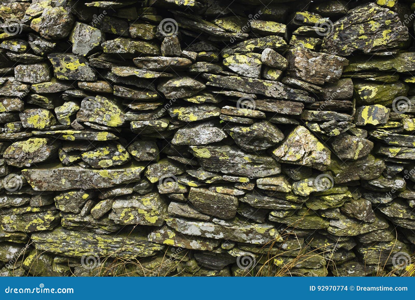Algae on stone 2 stock photo. Image of district, cumbria - 92970774