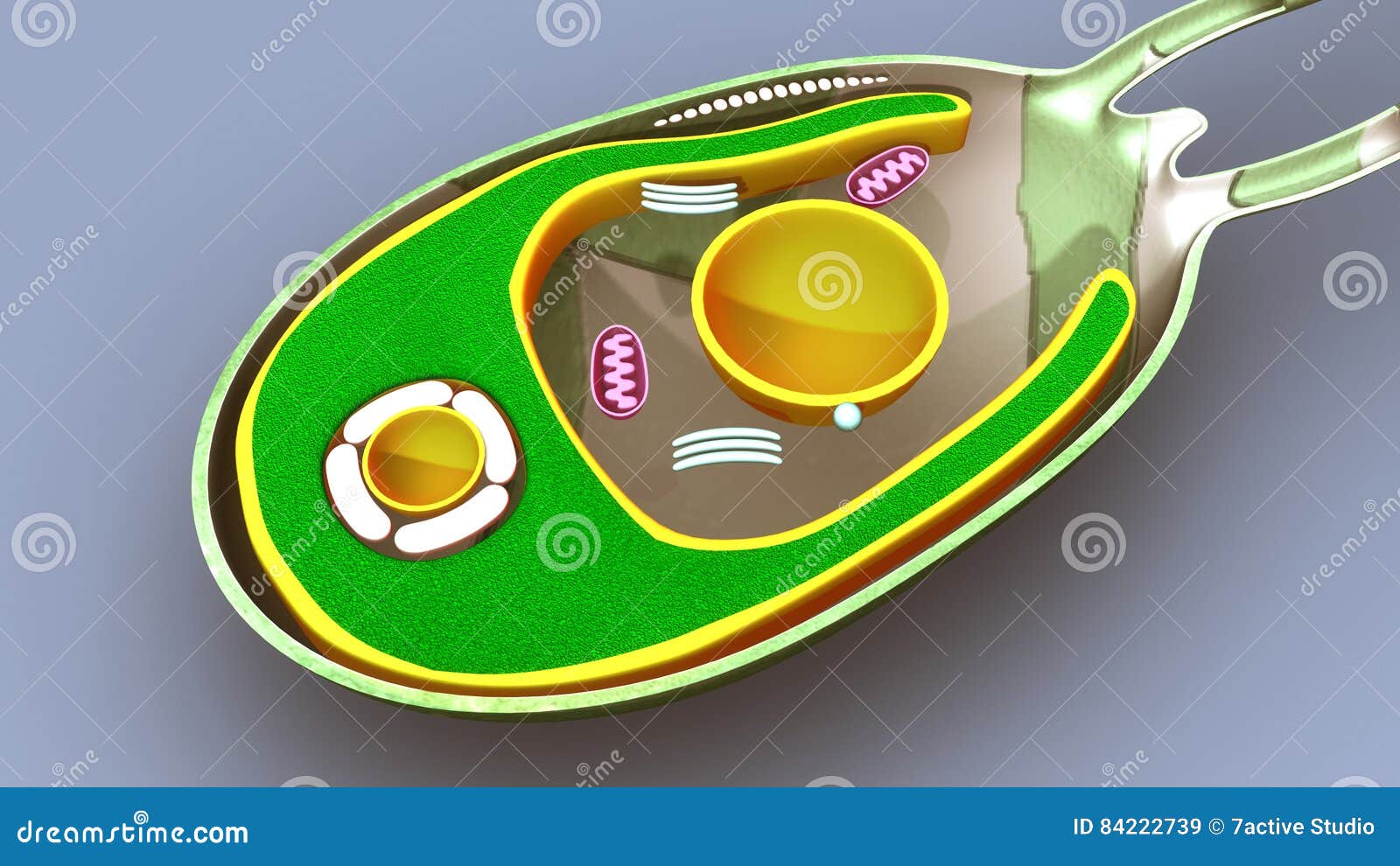 Algae structure stock illustration. Illustration of isolated - 84222739