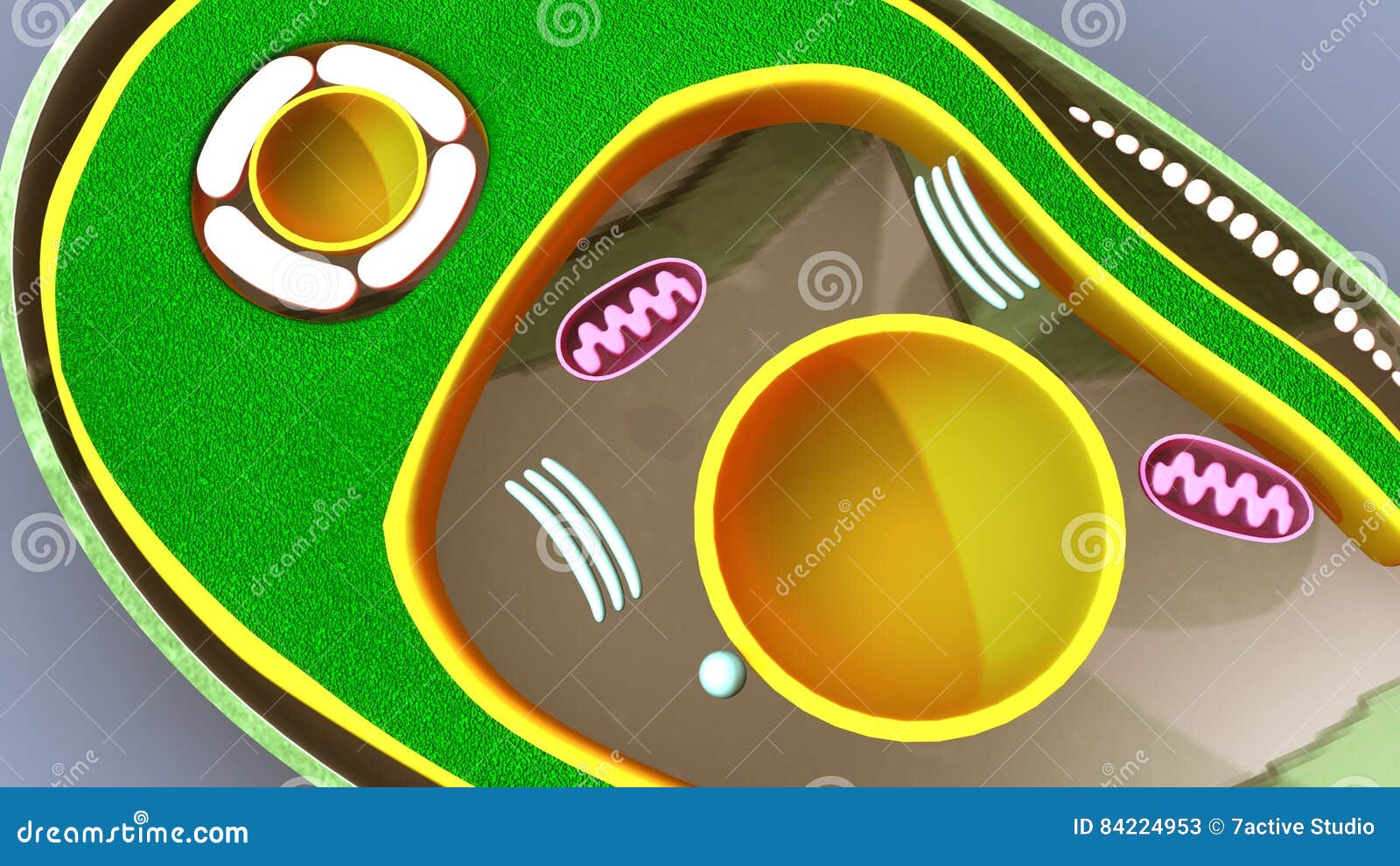 Algae structure stock illustration. Illustration of laboratory - 84224953