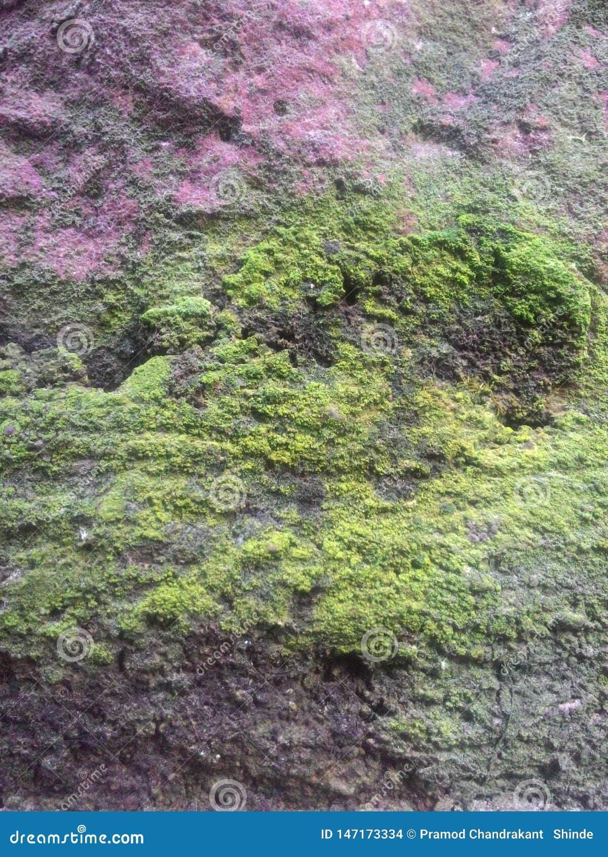 Algae structure stock photo. Image of abstract, india - 147173334